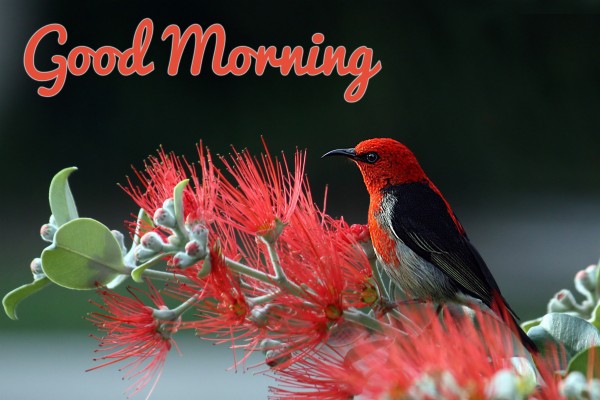Download Good Morning Wishes With Cute Bird Images - Good Morning ...