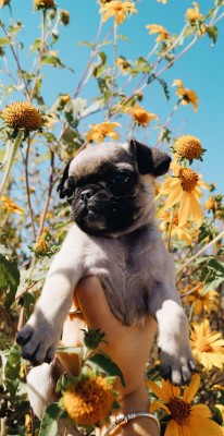 Pug Lockscreen - 2334x4513 Wallpaper - teahub.io