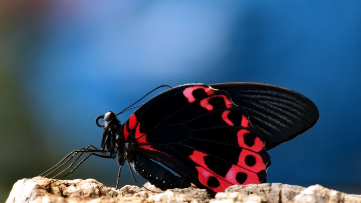Butterfly Sitting Hd - 3840x2160 Wallpaper - teahub.io