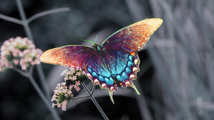 Butterfly Hd Wallpaper High Quality Resolution For - Butterfly Hd ...