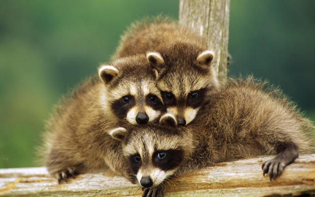 Cute Baby Raccoon - 5472x3648 Wallpaper - teahub.io