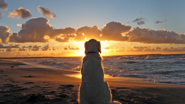 Beach Sunset Wallpaper Photo - Dog Looking At Sun - 1920x1080 Wallpaper ...