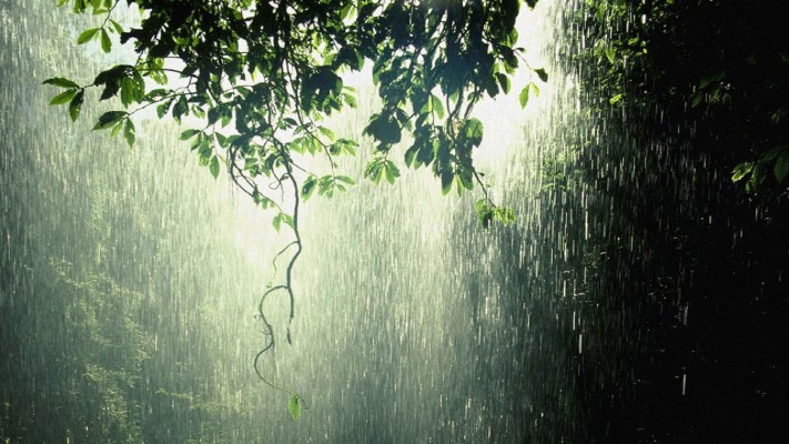 Rain Forest Wallpaper Hd - 1280x720 Wallpaper - teahub.io