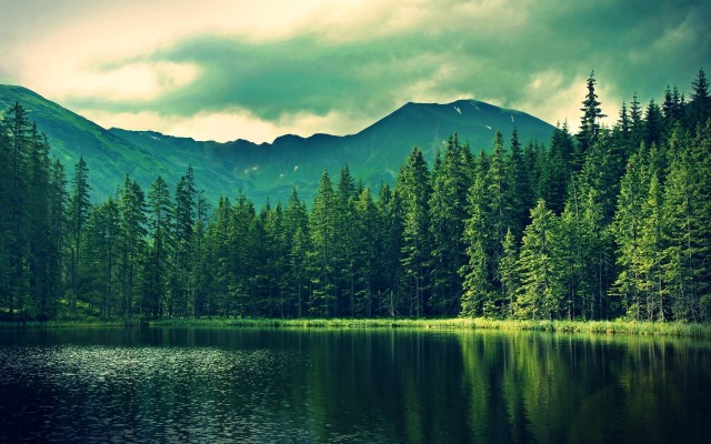 Forest Wallpaper - Forest An Important Renewable Resource - 1920x1200 ...