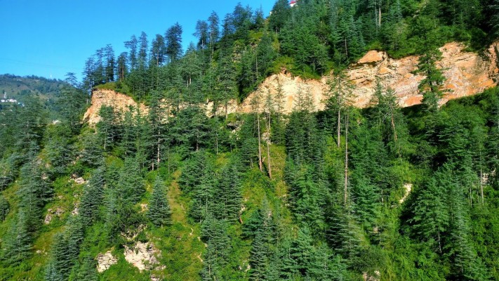 Shimla Nature Trees - Spruce-fir Forest - 1600x900 Wallpaper - teahub.io