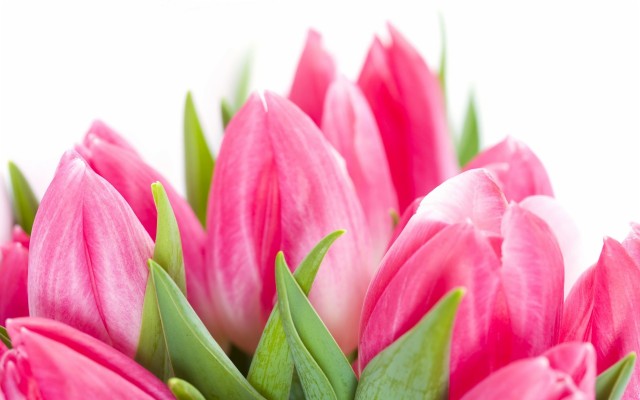 Wallpaper Bunga Tulip - Latest Good Morning Gif - 2560x1600 Wallpaper ...