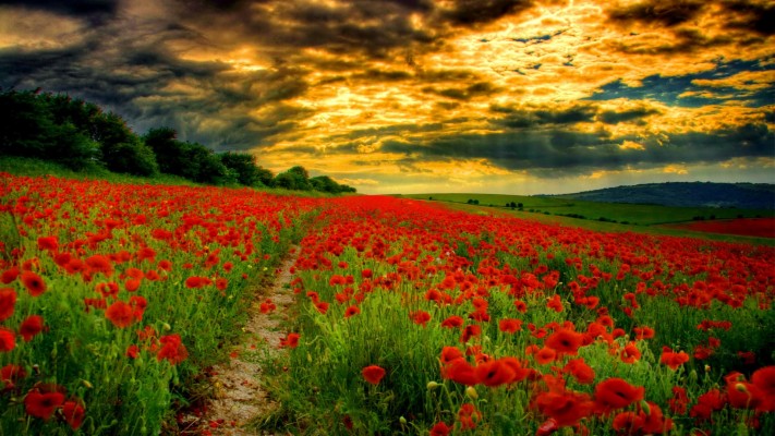 Poppy Field With Path - 1920x1080 Wallpaper - teahub.io