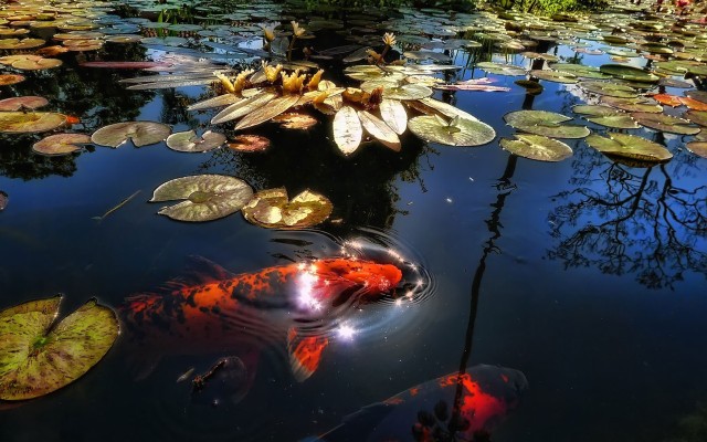 Koi Carp - High Resolution Koi Fish - 1280x800 Wallpaper - teahub.io