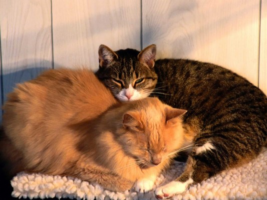 Cute Couple Cats Hd Images Download - 1600x1200 Wallpaper - teahub.io