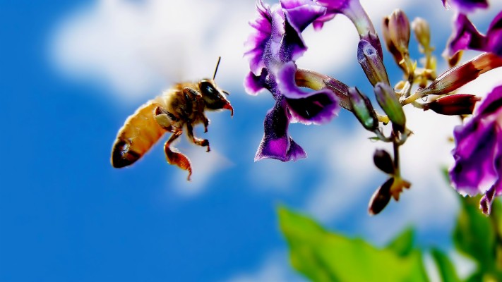 Honey Bee Wallpaper - Honey Bee Front View - 1920x1200 Wallpaper ...
