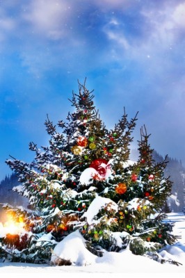 Outside Christmas Tree With Lights - 1242x2208 Wallpaper - teahub.io