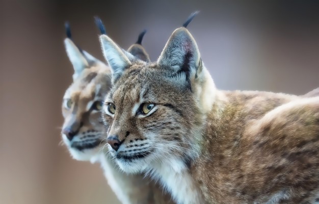 Lynx Wallpapers High Resolution - 2560x1600 Wallpaper - teahub.io