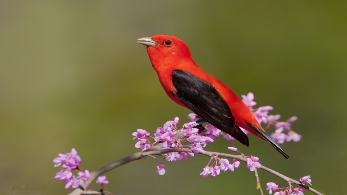 Ohio Songbirds - 1920x1080 Wallpaper - teahub.io