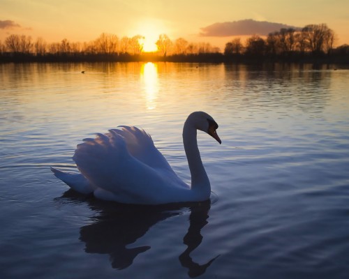 Swan On The Water - 2560x2048 Wallpaper - teahub.io