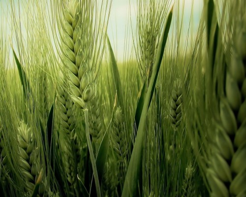 Wheat Green - 1080x1920 Wallpaper - teahub.io