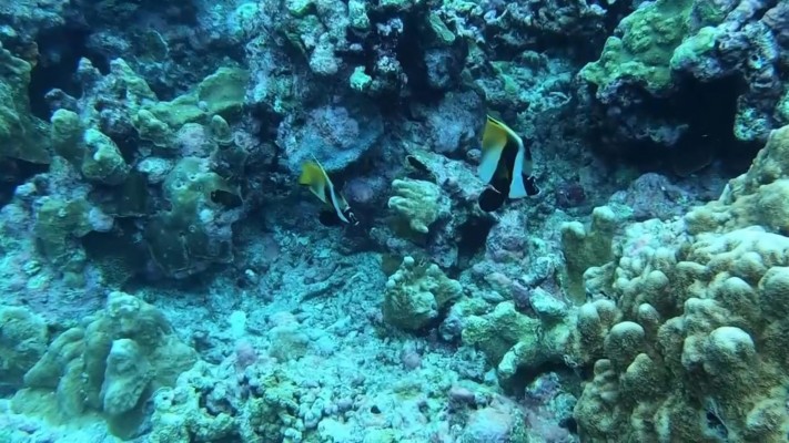 Deep Sea Live Wallpaper - 3d Ocean Life - 1641x900 Wallpaper - teahub.io