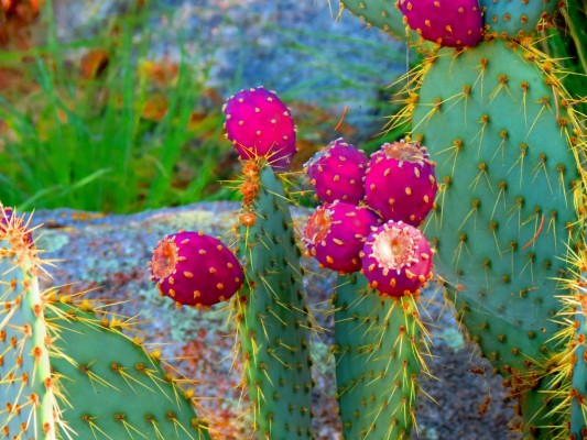 Picture Of Cactus - High Resolution Cactus Photography - 1920x1440 ...