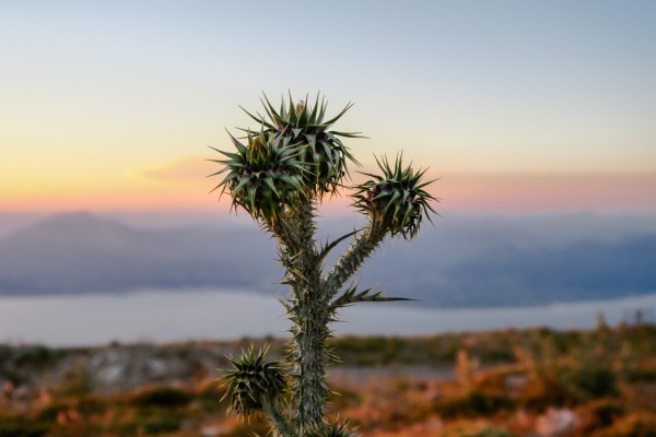 Plant,sky,arecales - High Desert Cactus - 1125x750 Wallpaper - teahub.io