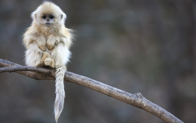 Monkey Wallpaper - Cute Monkey In Tree - 2560x1600 Wallpaper - teahub.io