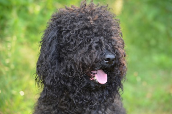 Very Cute Barbet Wallpaper - French Water Dog - 1600x1060 Wallpaper ...