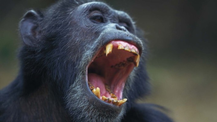 Chimpanzee Scream - 1594x900 Wallpaper - teahub.io