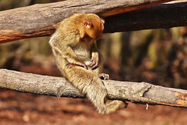 Bonobo Ape Monkey Free Photo - 1920x1599 Wallpaper - teahub.io
