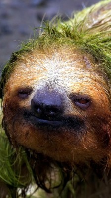 Wallpaper Wallpapers Colorful Sloth Sloths - Iphone Wallpaper Cute ...