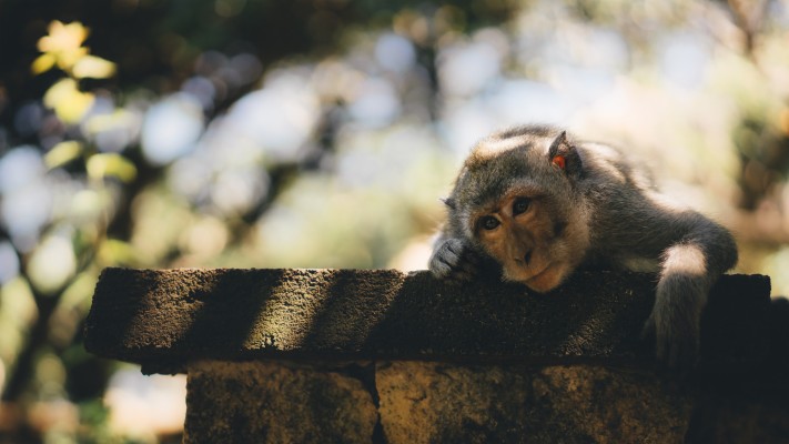 Monkey Wallpaper - Cute Monkey In Tree - 2560x1600 Wallpaper - teahub.io