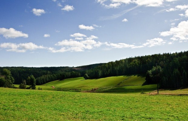 Green Tree Windows 7 Scenery Wallpaper - Moss Tree - 1280x800 Wallpaper ...