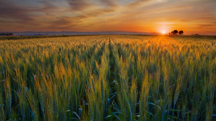 Wallpaper Wheat Harvest - Beautiful Wheat Fields - 1920x1200 Wallpaper ...