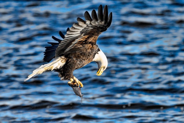 Bird Flying With Fish - 2048x1366 Wallpaper - teahub.io
