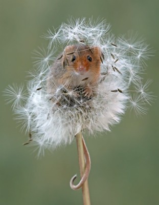 Harvest Mouse Dandelion - 3584x4608 Wallpaper - teahub.io