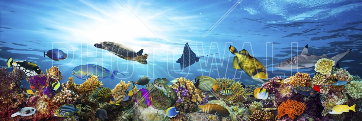 Coral Reef Panorama - Fish In Its Habitat - 4199x1400 Wallpaper - teahub.io