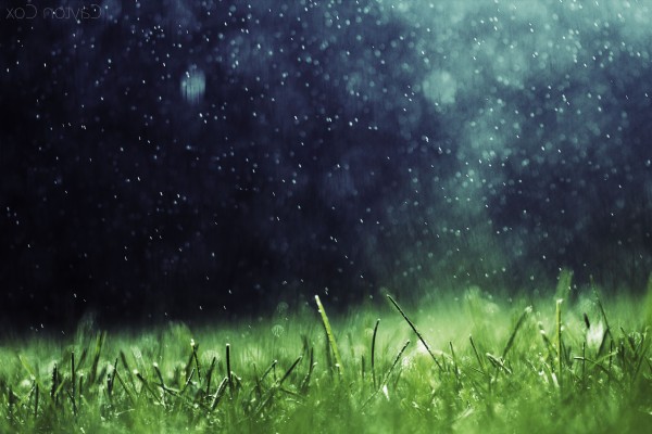 Green Wallpapers Hd - Green Rain Nature - 1600x1200 Wallpaper - teahub.io