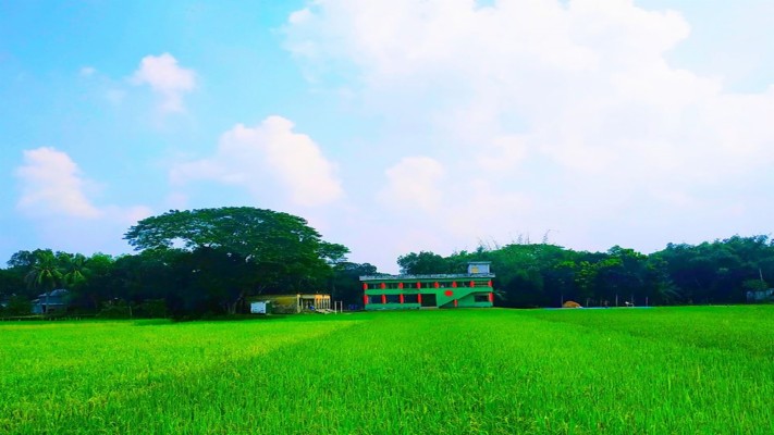 Paddy Field - 2048x1297 Wallpaper - teahub.io