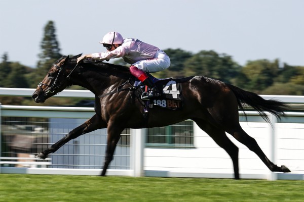 Flat Racing - 1024x766 Wallpaper - teahub.io