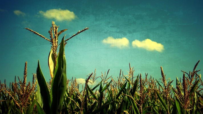 Wallpaper Corn, Sky, Blue, Art, Field, Crop - Corn Field Background ...