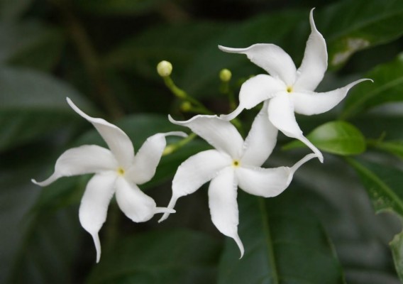 Parijat Flower Hd Wallpaper | Best Flower Site