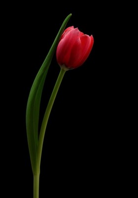 Bunga Tulip Pink Tunggal - 774x1102 Wallpaper - teahub.io