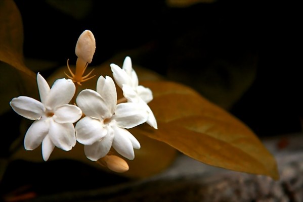 Download Wallpaper Bunga Melati - Background Jasmine Flower - 1600x1000 ...