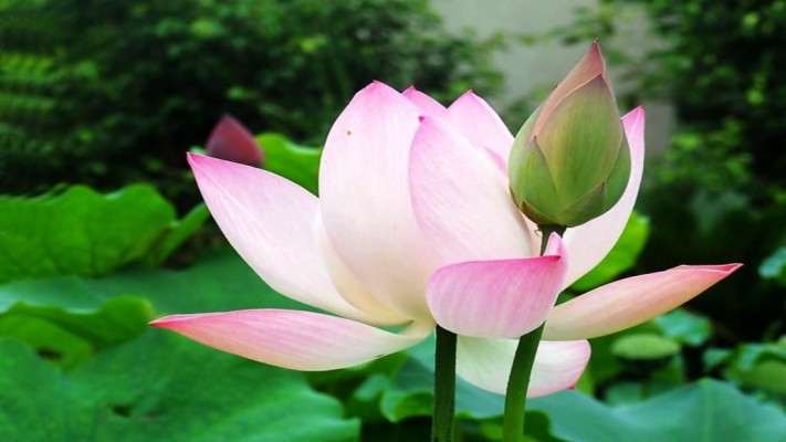 Editing Gambar, Bunga, Desktop Wallpaper Gambar Png - Flowers For Photo ...