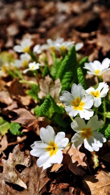 Editing Gambar, Bunga, Desktop Wallpaper Gambar Png - Flowers For Photo ...