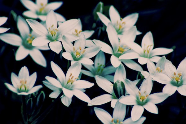 Cluster-lilies - 900x600 Wallpaper - teahub.io