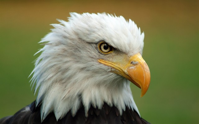 Bald Eagle High Resolution - 1920x1440 Wallpaper - teahub.io
