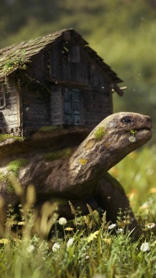 Turtle With House On Back - 3840x2160 Wallpaper - teahub.io