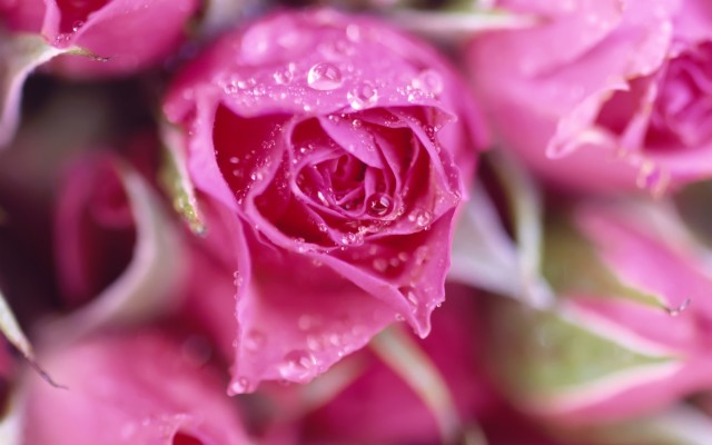 High-resolution Texture Plant Flowers - Rose Attractive Pink Rose ...