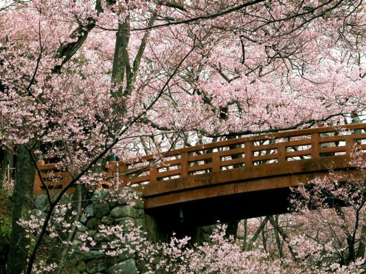 Sakura Blossom Wallpaper - Blue Sky With Trees High Resolution ...