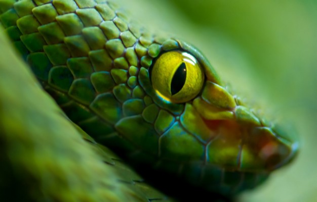 Snake Wrapped Around A Tree - 2500x1728 Wallpaper - teahub.io