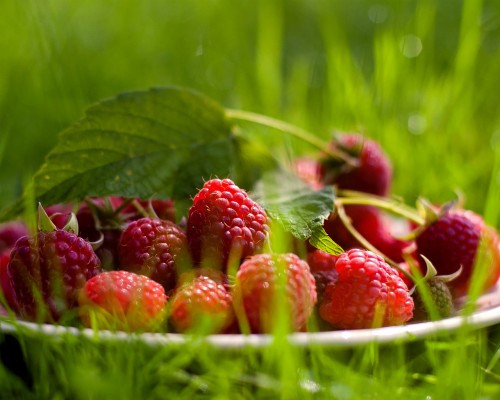 Raspberry Wallpaper - Nature Fruit Hd - 1280x1024 Wallpaper - teahub.io