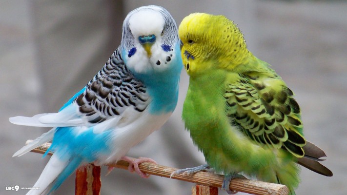 Budgies - Imagenes De Pericos Australianos - 1920x1080 Wallpaper ...
